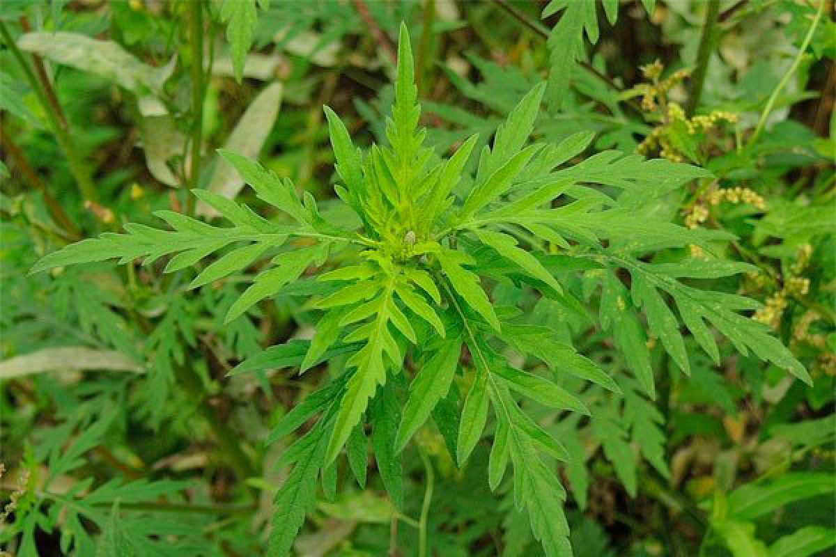 Амброзия: когда цветет, как выглядит и лечение аллергии