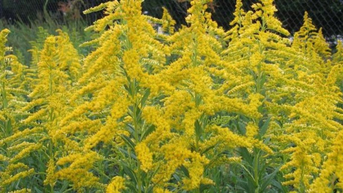 Амброзия: когда цветет, как выглядит и лечение аллергии