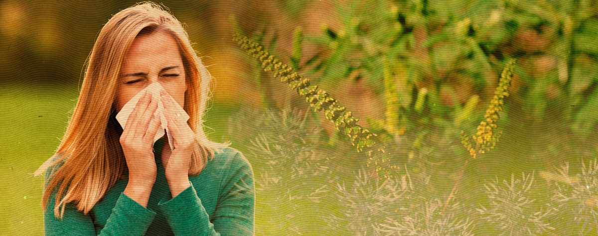 Амброзия: когда цветет, как выглядит и лечение аллергии