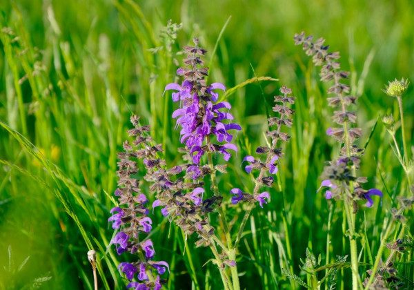 Шавлія: переваги і способи застосування - Главред
