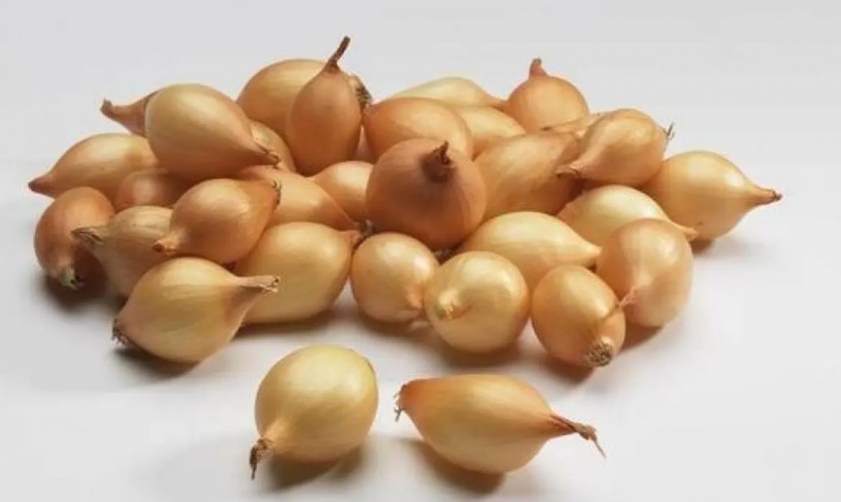 Чим обробити цибулю щоб він не гнила обробка цибулі перед посадкою Главред