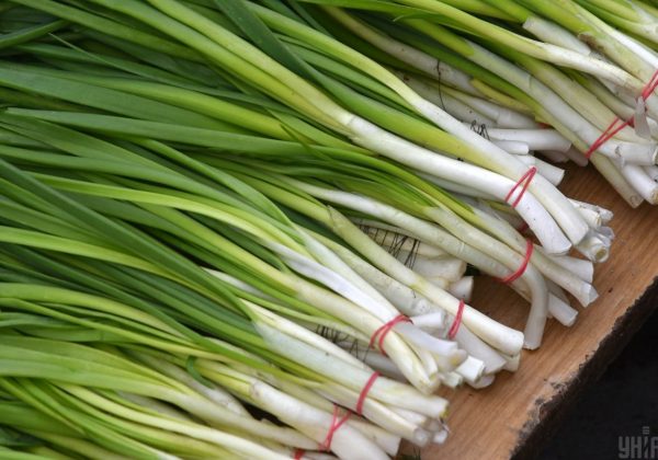 Чим полити цибулю щоб не гнила як часто потрібно поливати цибулю Главред