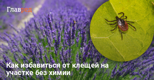 Как избавиться от клещей на участке без химии - лучшие растения ...