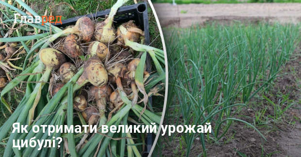 Як отримати хороший урожай цибулі чим поливати цибулю Главред