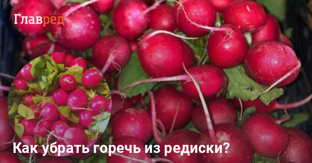 Как убрать горечь из редиски - Какое удобрение любит редиска - Главред