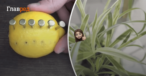 Зачем забивать гвозди в лимон: хитрость, которая спасет ваши комнатные ...