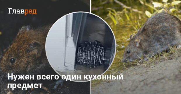 Как избавиться от мышей в доме - лучший способ борьбы с грызунами - Главред