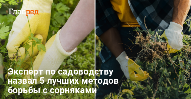 Как навсегда избавиться от сорняков на огороде - 5 лучших методов - Главред