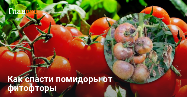 Какое самое эффективное средство от фитофторы на помидорах - Главред