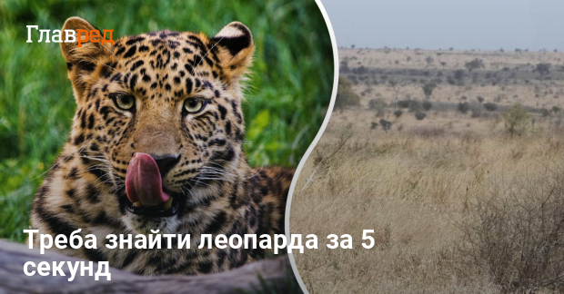 Загадка яка під силу тільки геніям - треба знайти леопарда за 5 секунд