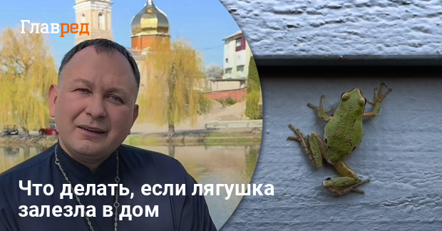 Что значит, когда лягушка на пороге - что делать с лягушкой во дворе ...